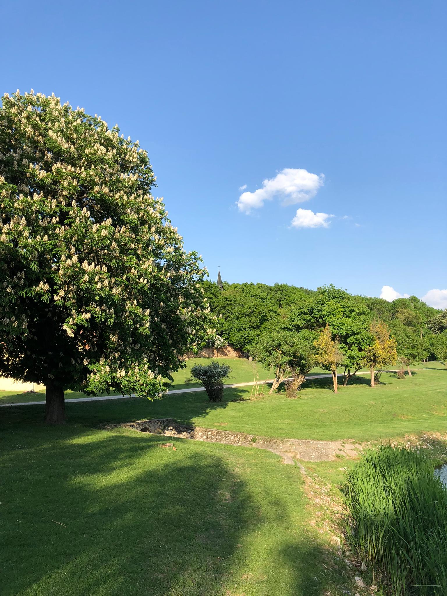 Erdész szemmel túrasorozat – Virágzó vadgesztenyék Gyarmatpusztán